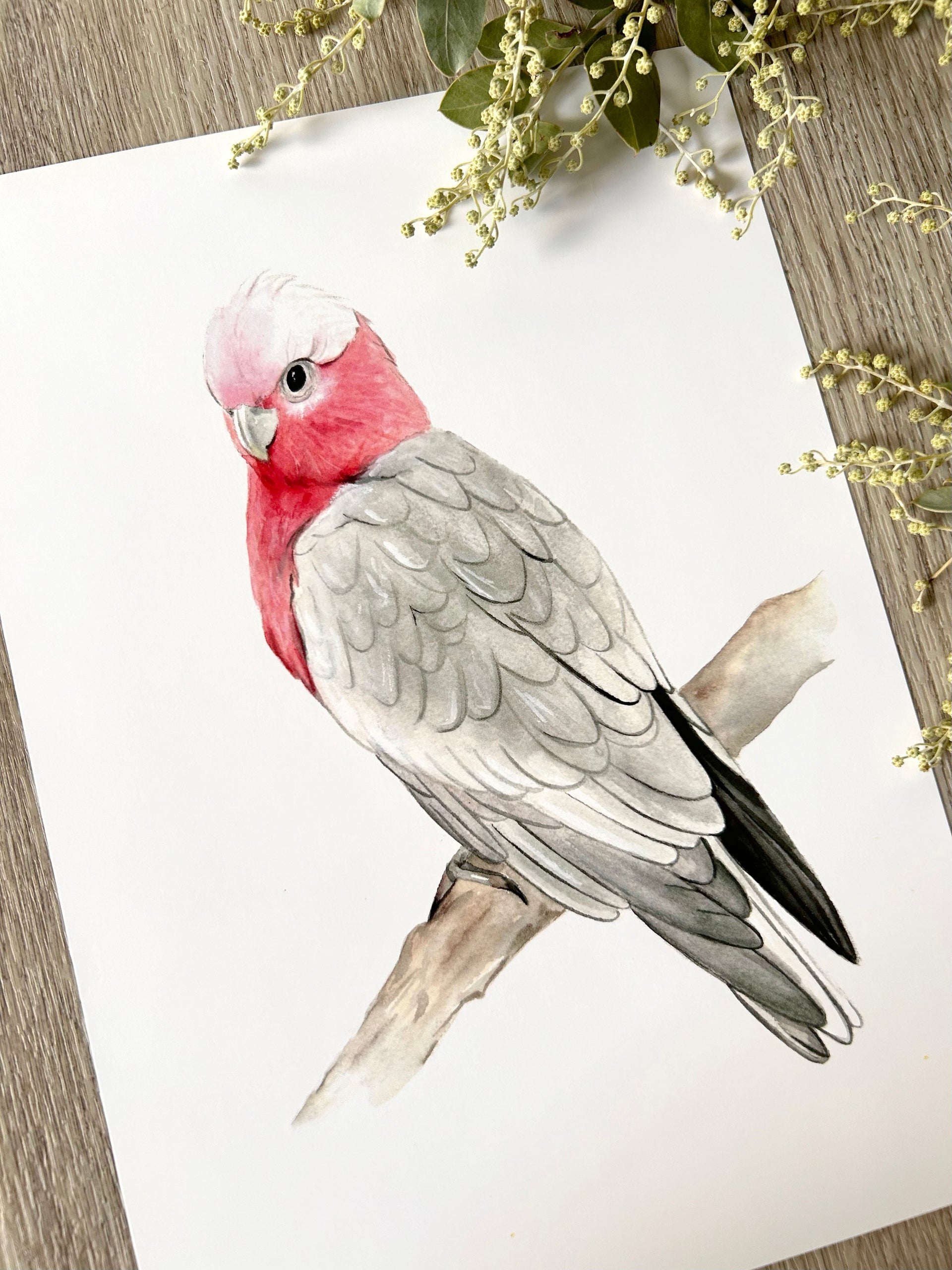 Georgie the Galah – Escalante Art